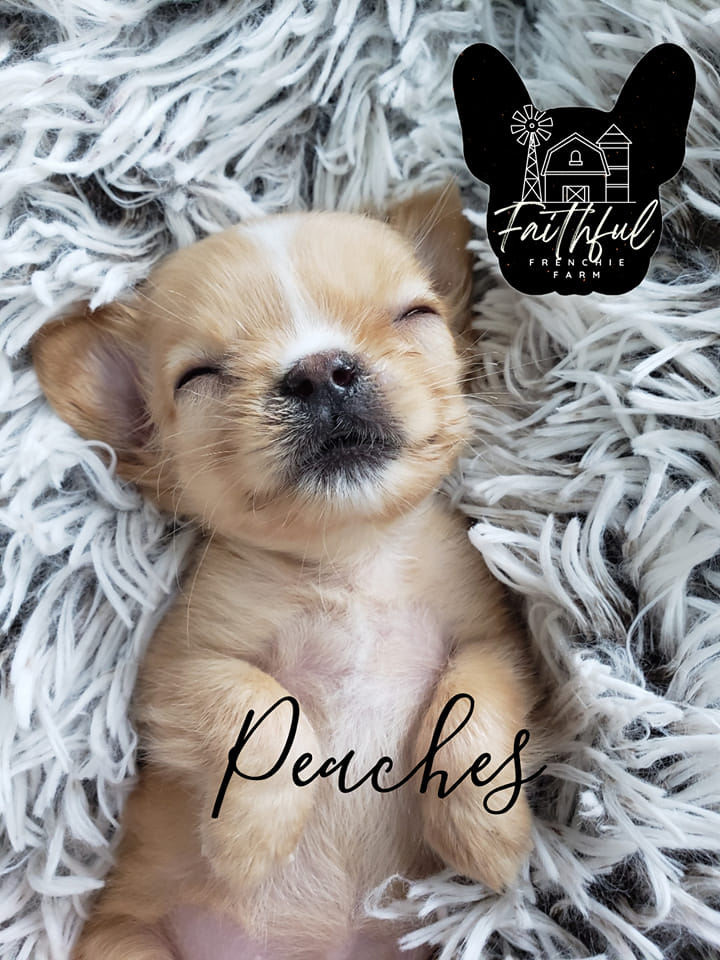 Meet Peaches – Faithful Frenchie Farm